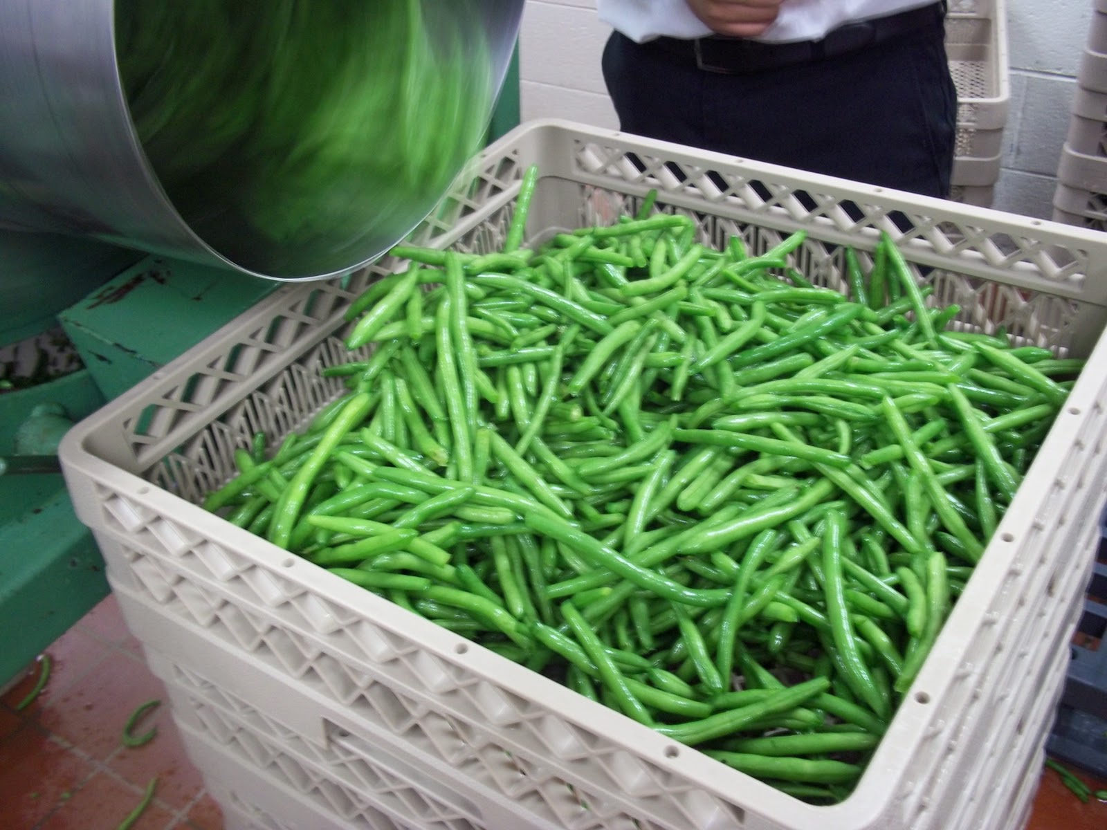 Culinary Types: Green Beans and a Local Food Revolution
