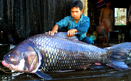 The XO Directory: World's Giant Freshwater Fishes