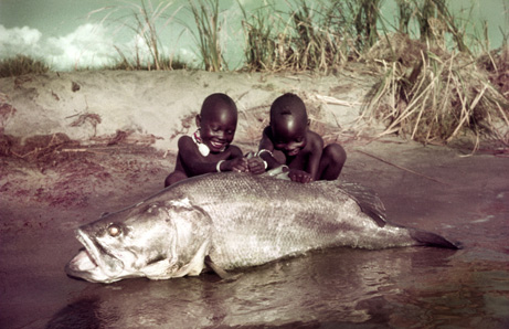 The XO Directory: World's Giant Freshwater Fishes