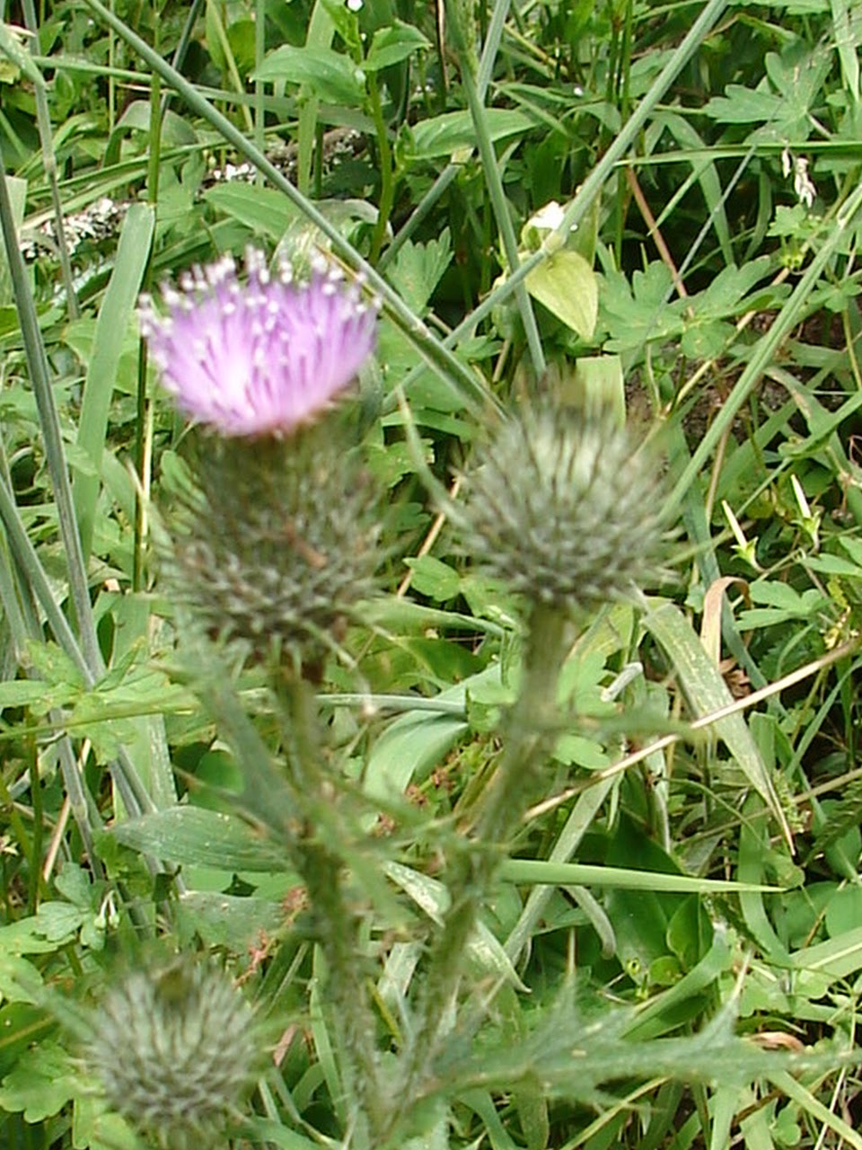 Treasures from times past: Thistle Vases...short and sweet