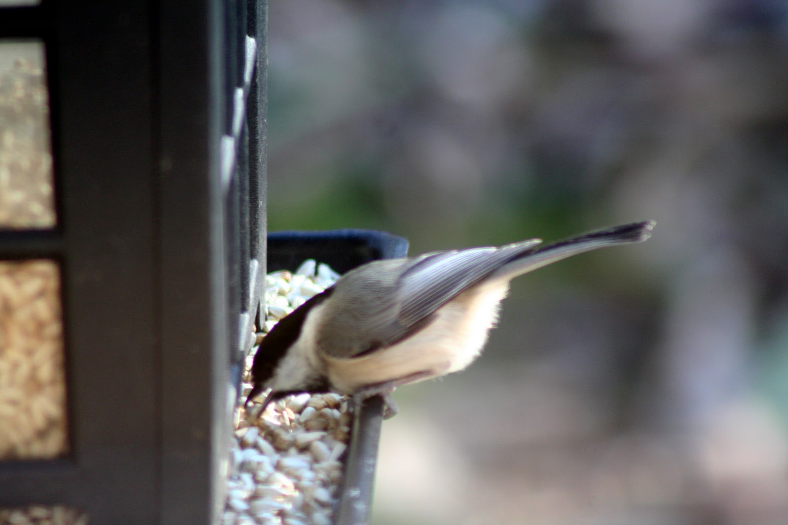 Gone Walkabout 2: Encyclopedia of Moi: C