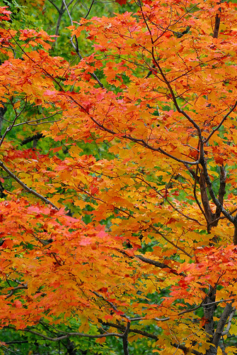 My Temple of Nature: Multitudes of Maples