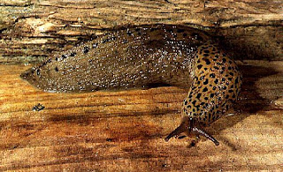 My Temple of Nature: Salute to Slugs