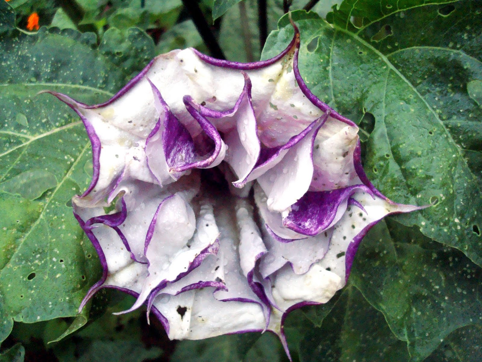 Flowers and Nature in my Garden: Angel's Trumpet