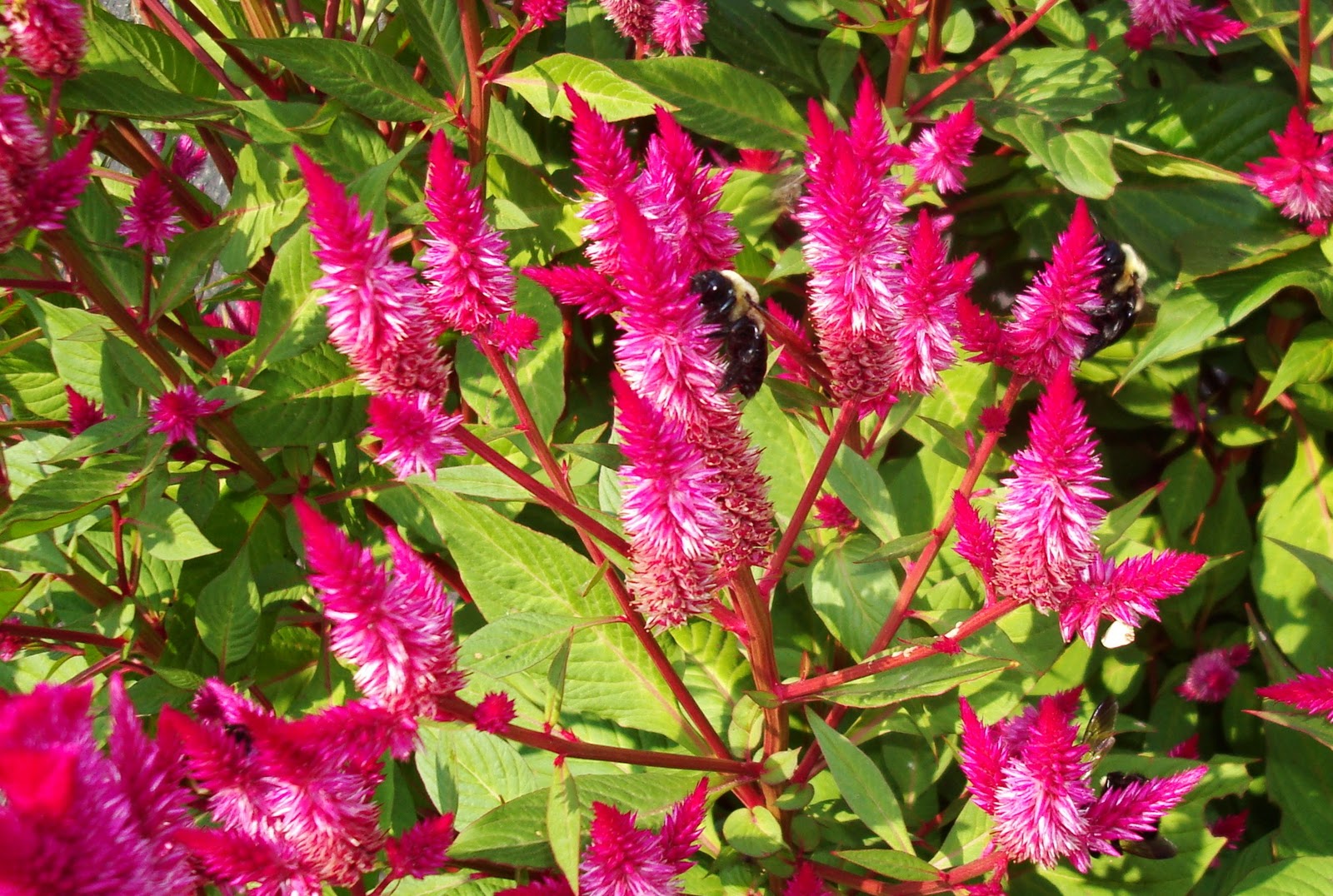 Flowers and Nature in my Garden: Celosia/Cockscomb