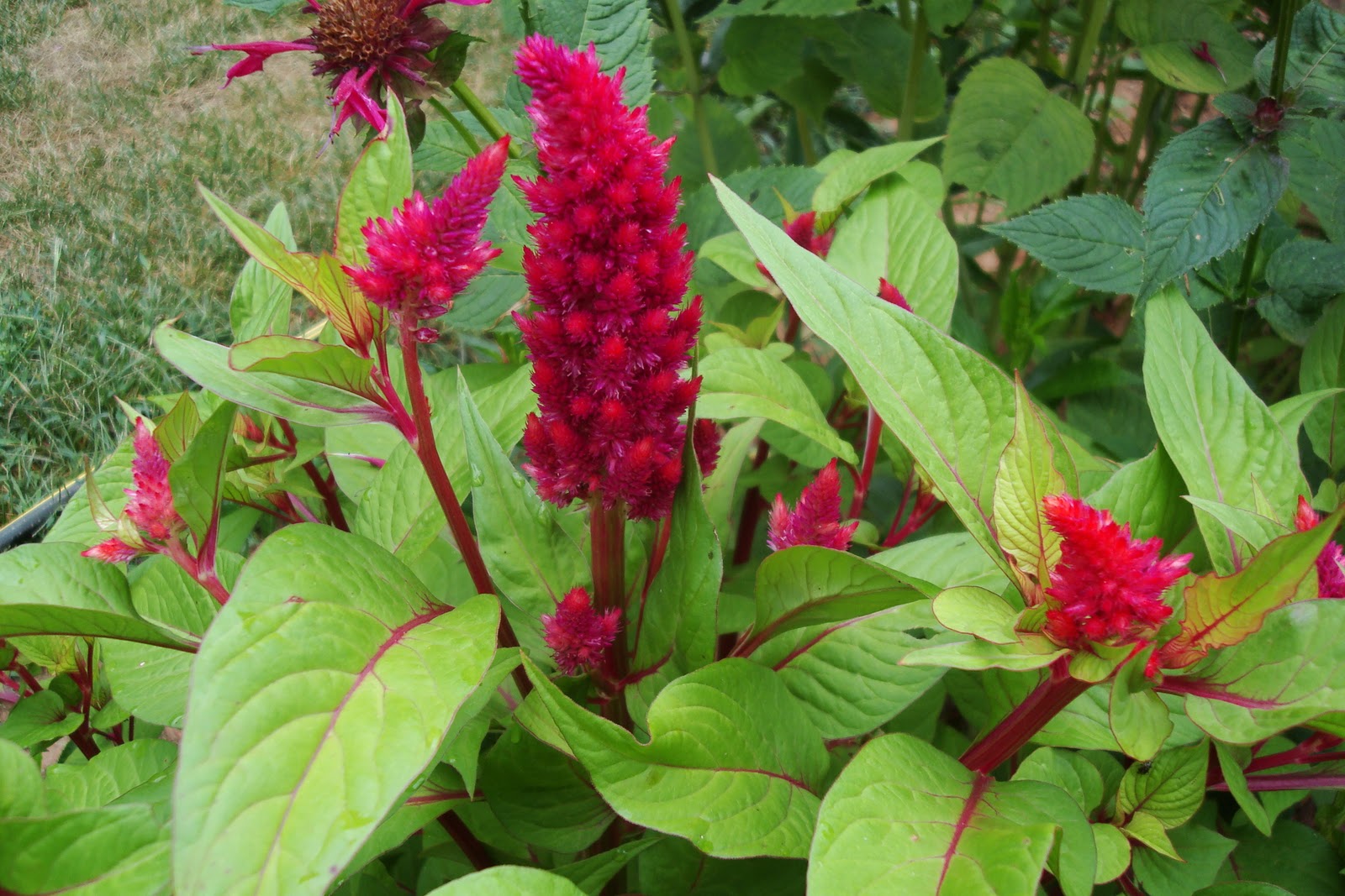 Flowers and Nature in my Garden: Celosia/Cockscomb