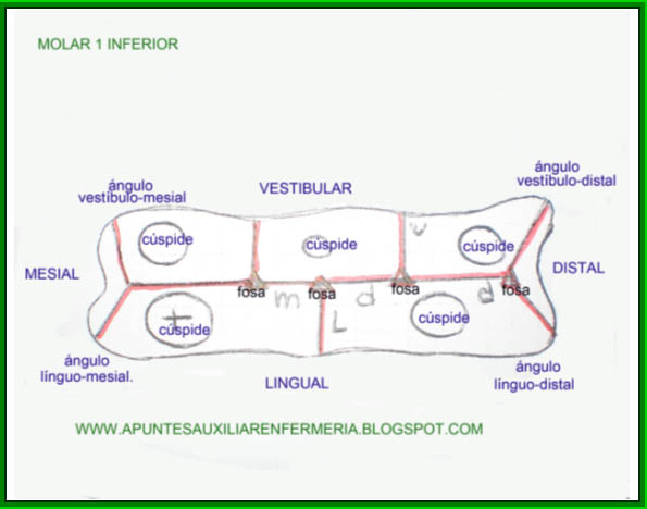 Clasificación de los Dientes ~ Auxiliar de Odontología