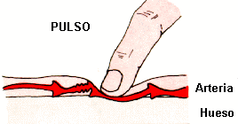 Valoraciones en el Pulso Periférico | APUNTES AUXILIAR ENFERMERIA