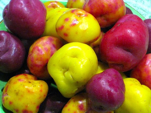 An angel in the kitchen: Earth gems: a magnificent winter vegetable