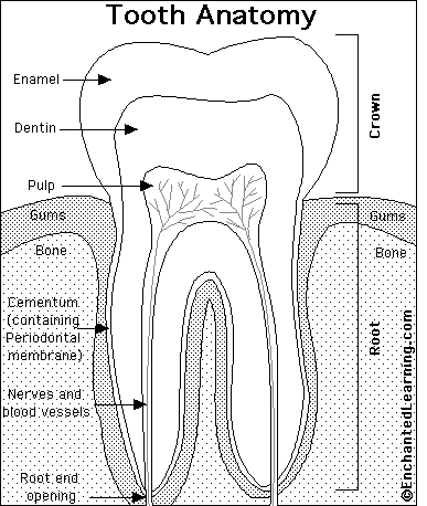 DENTISTRY:MY GLAMOROUS PASSION.: NORMAL TOOTH ANATOMY