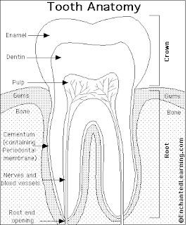 DENTISTRY:MY GLAMOROUS PASSION.: NORMAL TOOTH ANATOMY