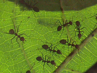 gambarbinatang: Semut Merah