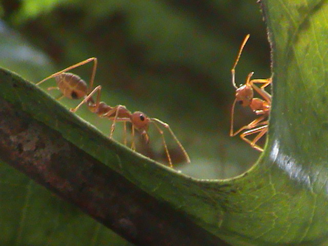 gambarbinatang: Semut Merah