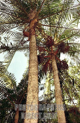 Flora Fauna dan Bencana Alam: Nibung (Oncosperma tigillarium syn. O ...