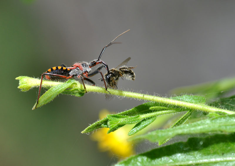 Maltese Nature: The predatory red assassin bug