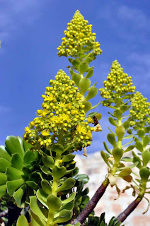 Maltese Nature: The tree house leek first grown as a house plant