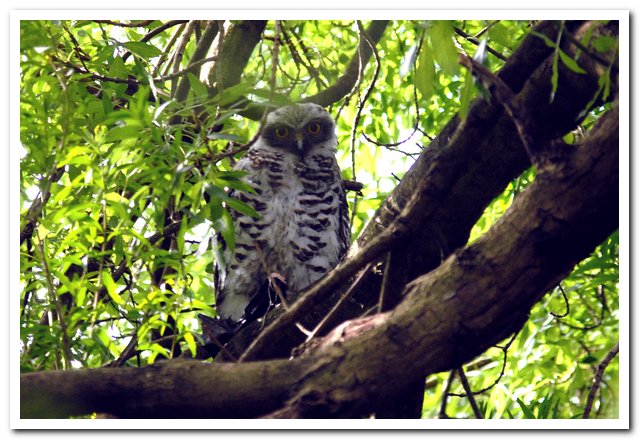Kay Parkin Birding: Victoria road trip & Mallee Birding