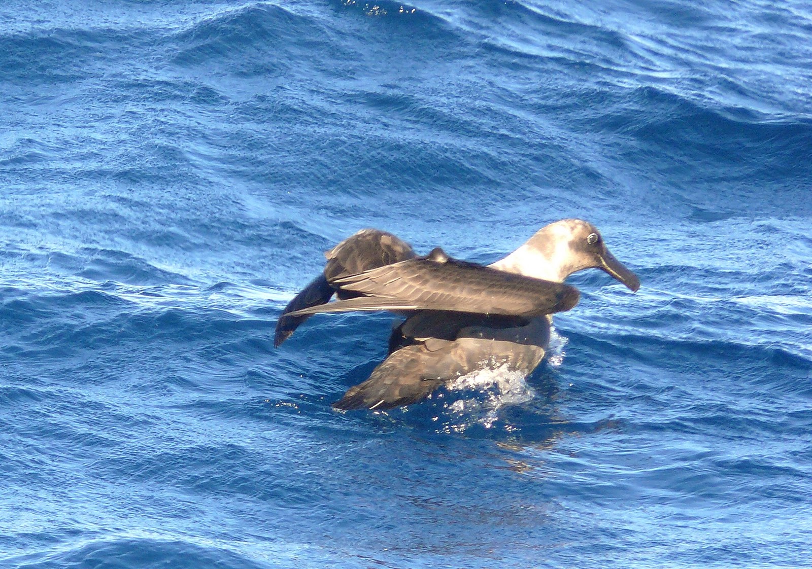 Kay Parkin Birding: Pelagic Birding