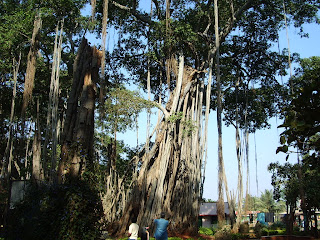 Ashwini's Travel Tales: Big Banyan Tree, Ramohalli, Bangalore