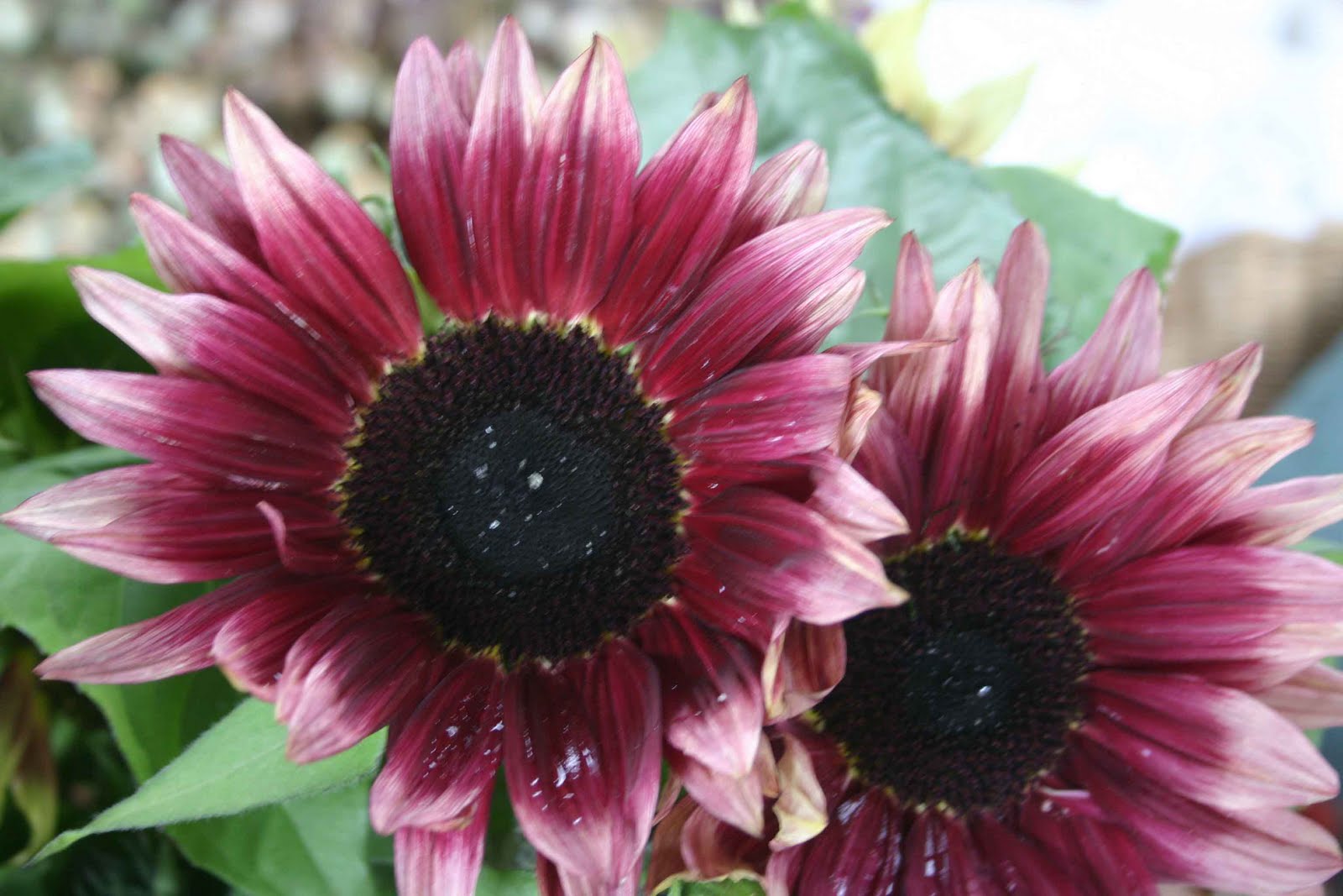 REAL CUT FLOWERS: August 2010