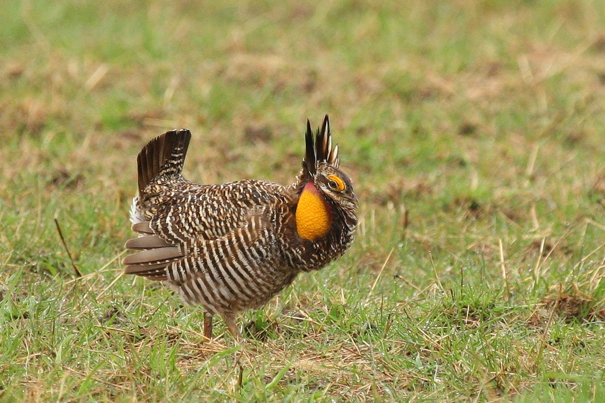 Environmental Almanac: Catching up with the rarest bird in Illinois