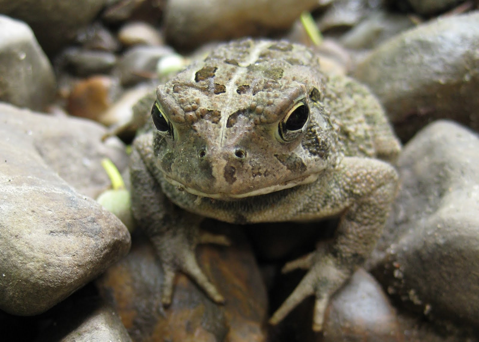 Environmental Almanac: Cultivating an appreciation for toads in Illinois