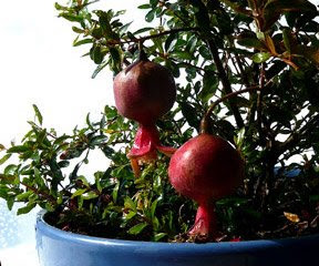 High Altitude Gardening: Pom Poms