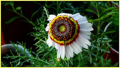 High Altitude Gardening: Crazy Daisies