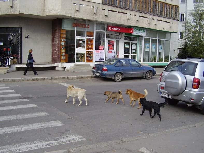 Primăria a câştigat procesul cu Fundaţia pentru Protecţia Câinilor ...