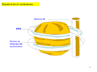 BIOLOGIA: ESTRUCTURA DE LAS HISTONAS