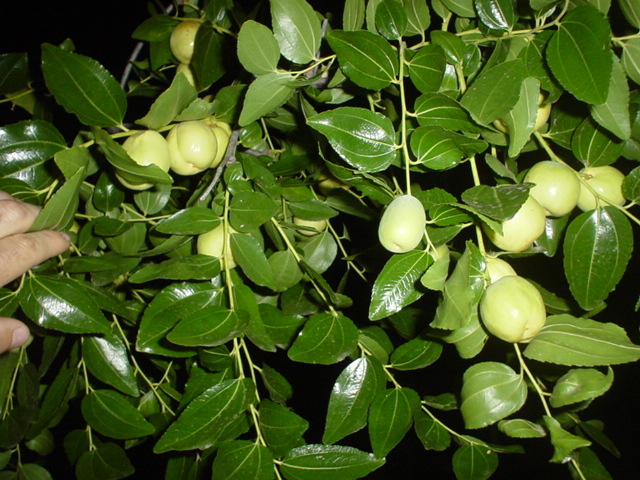 Urban Farming: Jujube