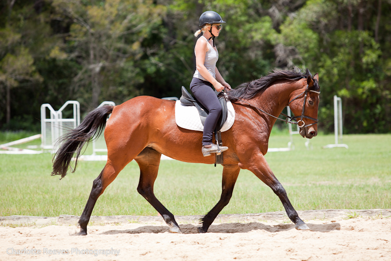 Posture, Seat, Balance: Thoughts on - sitting trot