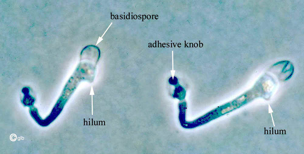 Ruben's Blogpage: Unit 6- Process 1: Germination of the Basidiospores