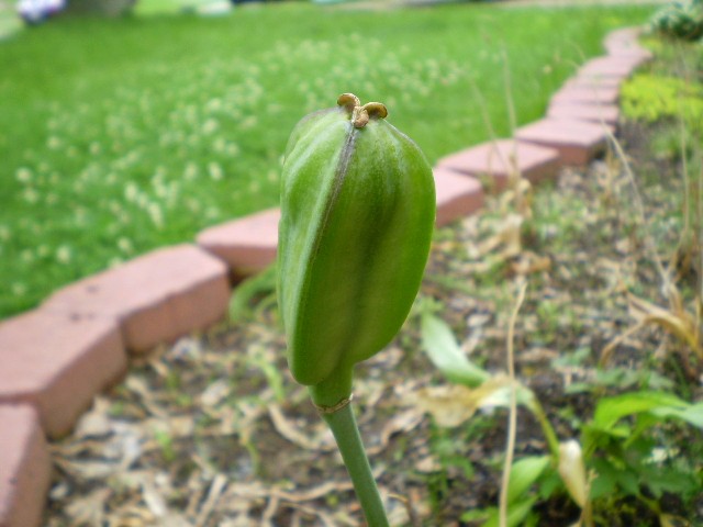 Am I the only one who realized the “crack pipe flower” in the Shredder ...