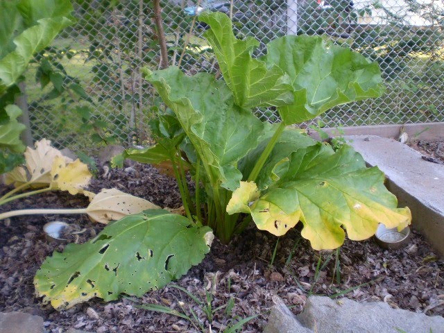Green Jean: sick rhubarb?