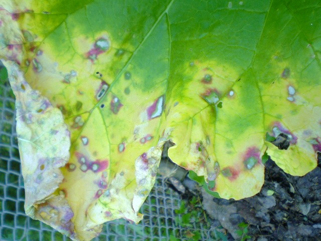 Green Jean: sick rhubarb?