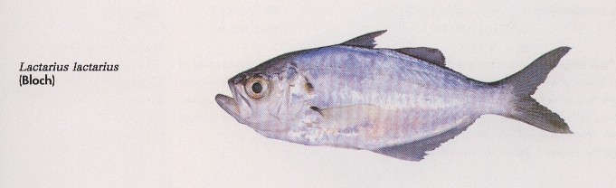 Ikan-Ikan di perairan Laut China Selatan - Fish Information (INDONESIA)