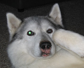 Living with a VKH Dog