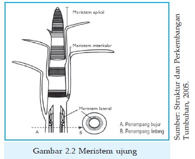 Plantcelliology: plant tissue