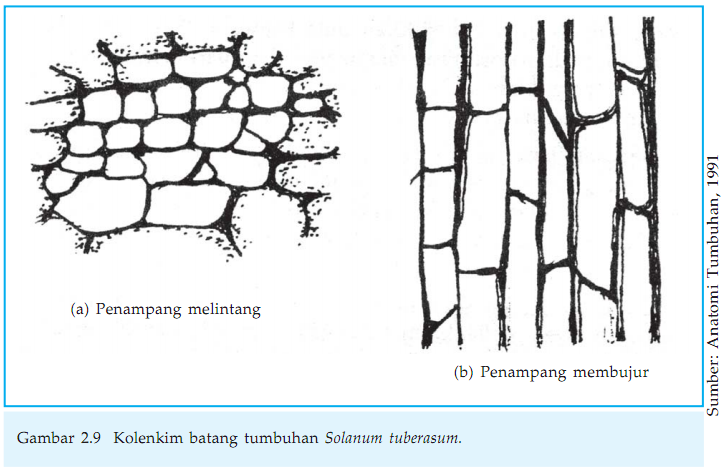 Jamur (Fungi) Kelas X Semester 6: Materi Biologi