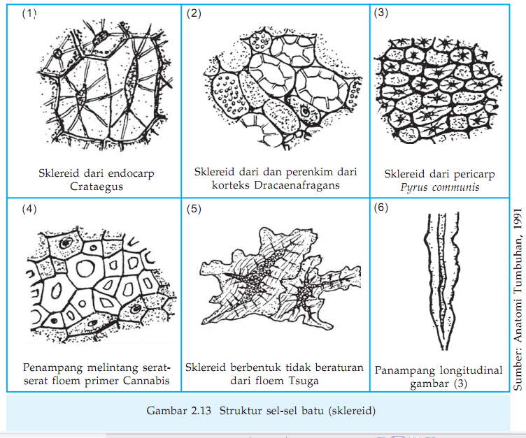 Plantcelliology: plant tissue