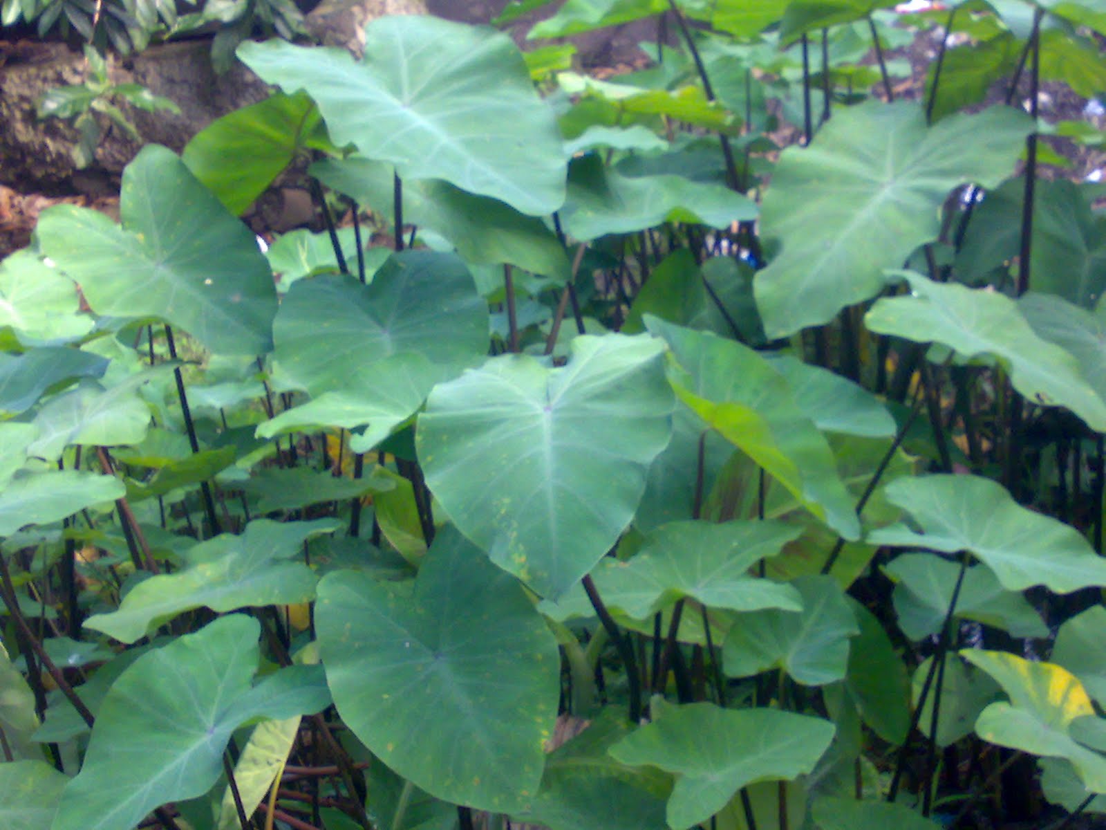 Kembangmangkok: BUNTIL DAUN TALAS