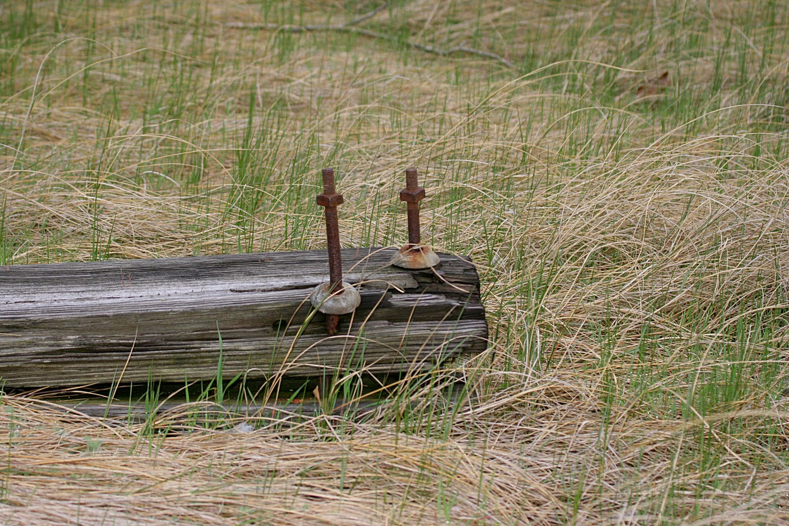 Long-tails: Stranded on Chimmons Island