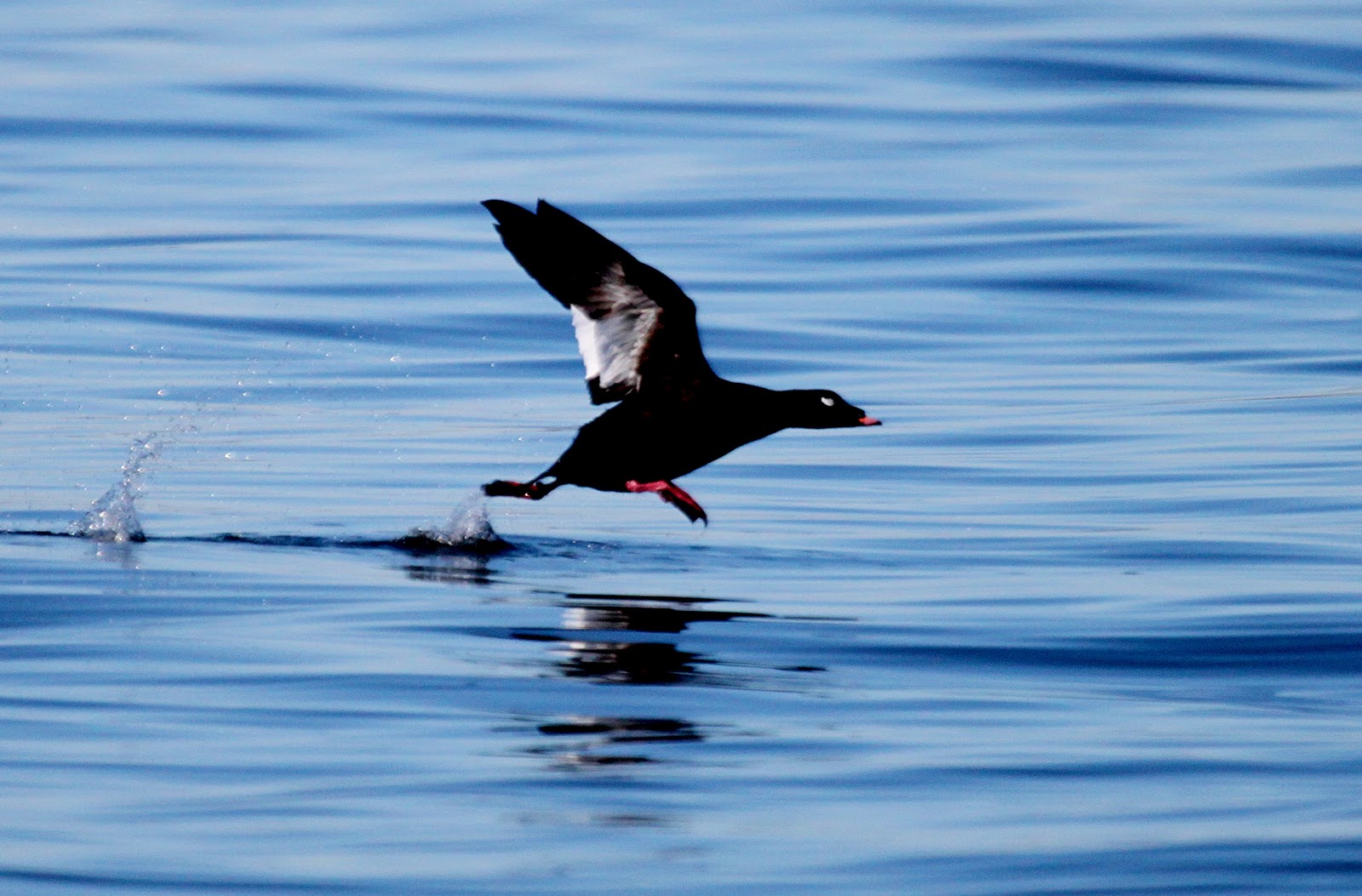 Long-tails: White-winged Scoter