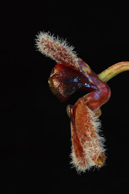 Orchids in Bloom: Condylago rodrigoi