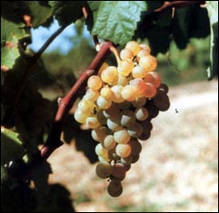 Vinhos Espanhóis: Tipos de uva- Xarello