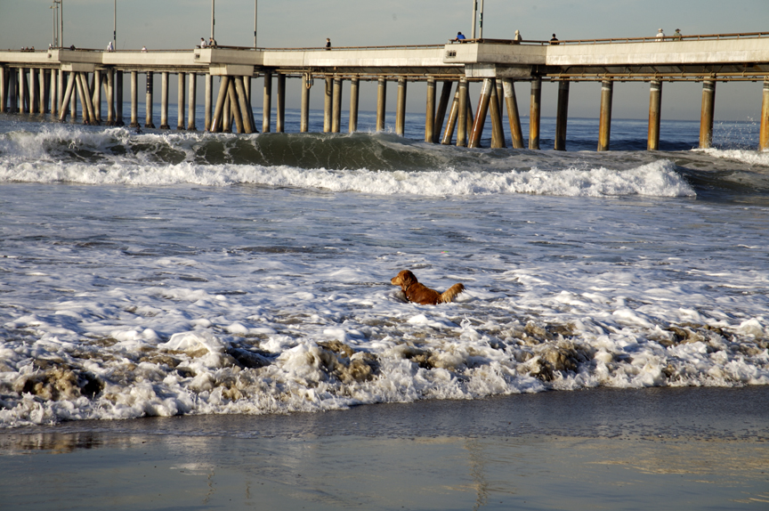 Project Taiwan: Bring Them Home: Update from Rita's Simba, now Tai