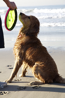 Project Taiwan: Bring Them Home: Update from Rita's Simba, now Tai