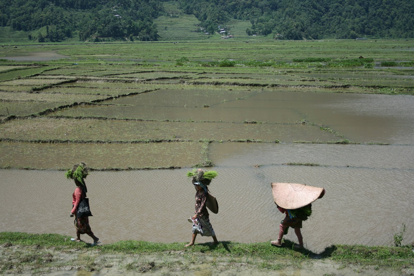 One flew over...: Monsoon Fever