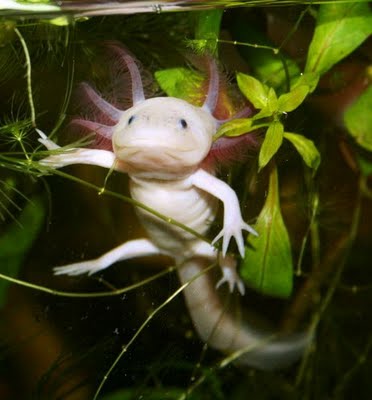 Greeneration: "Axolotl" Strange Fish with Legs From Mexico